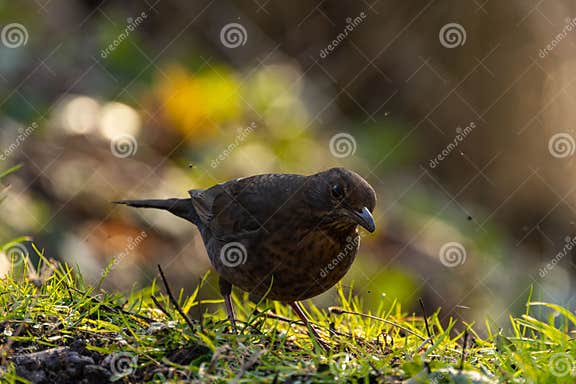 Closeup of a Grumpy Blackbird Digging in the Grass Stock Image - Image ...