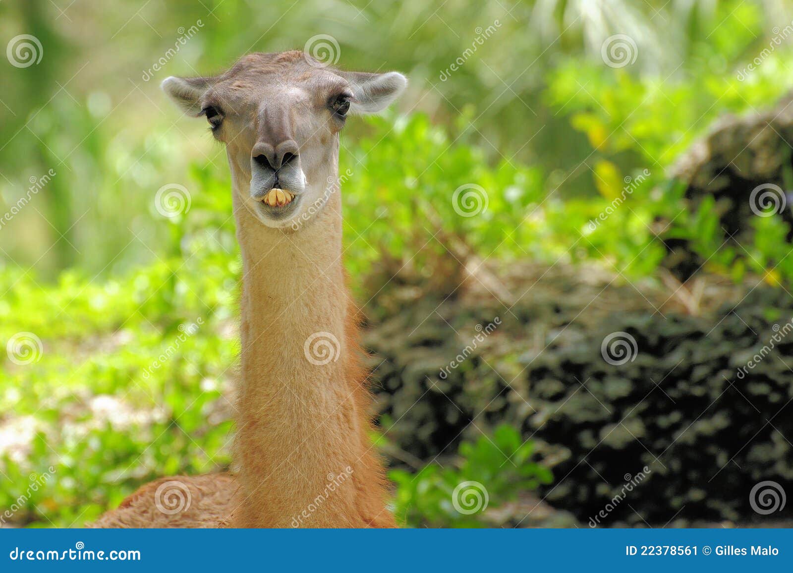 Closeup of a Guanaco stock image. Image of americans - 22378561