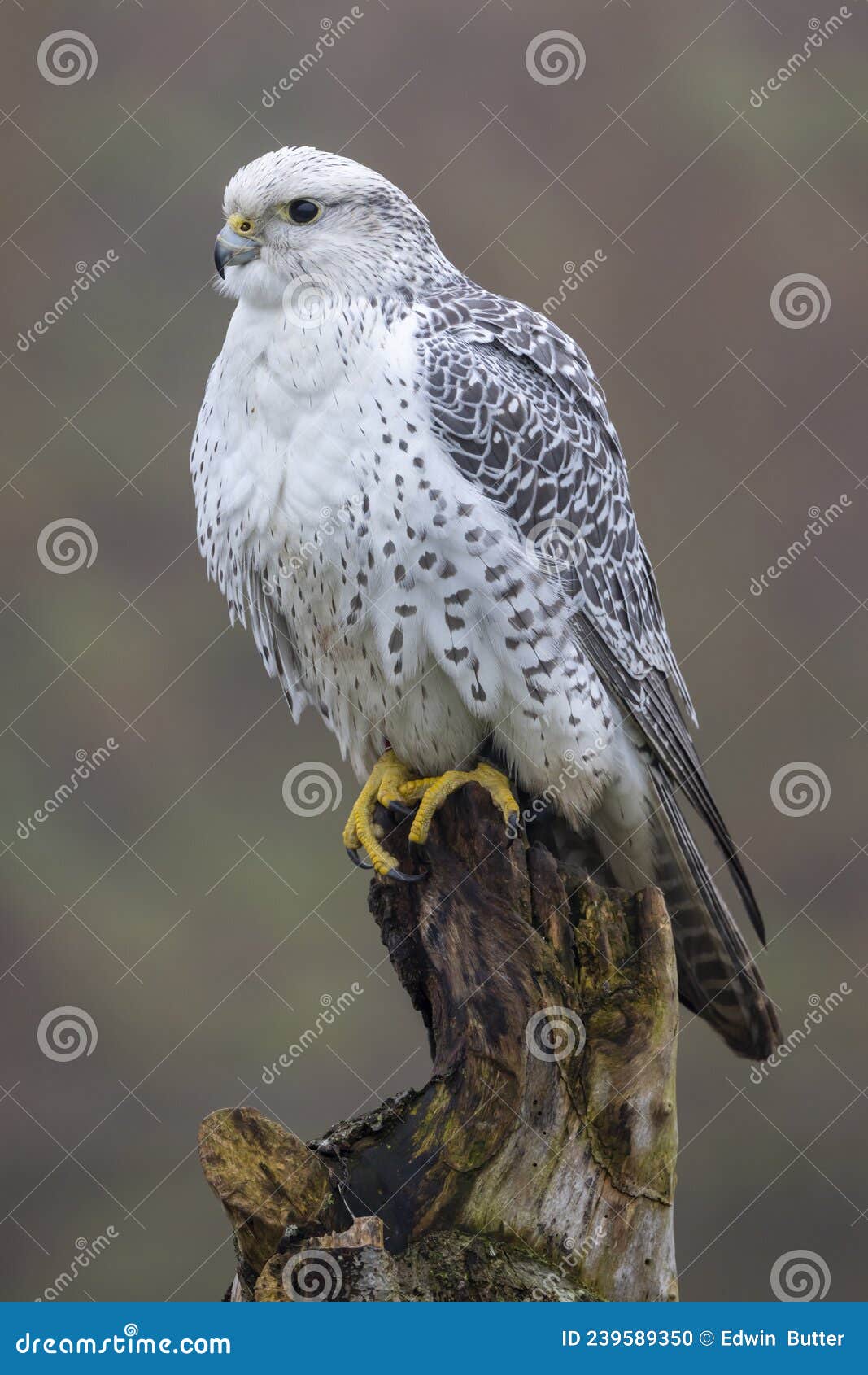 Closeup of Gyrfalcon Falco Rusticolus Stock Photo - Image of feathers ...