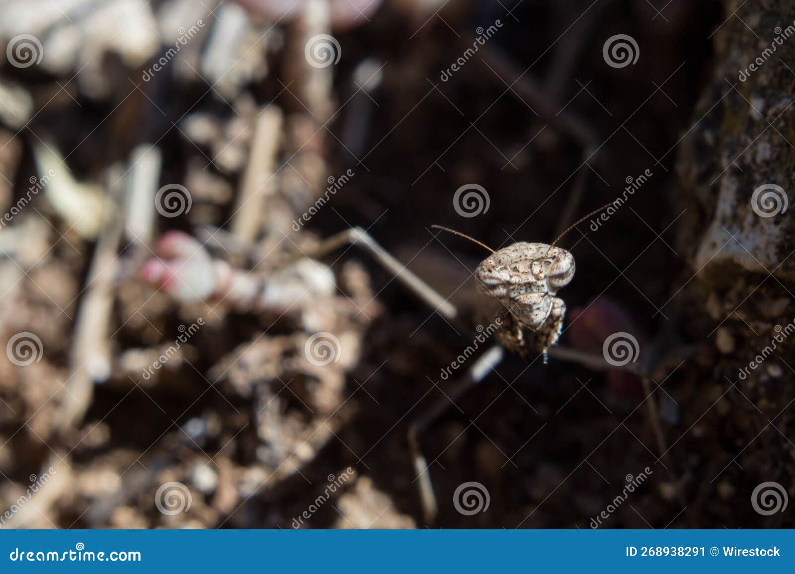 Closeup of Gyromantis Kraussi, the Spiny Bark Mantis. Stock Image ...