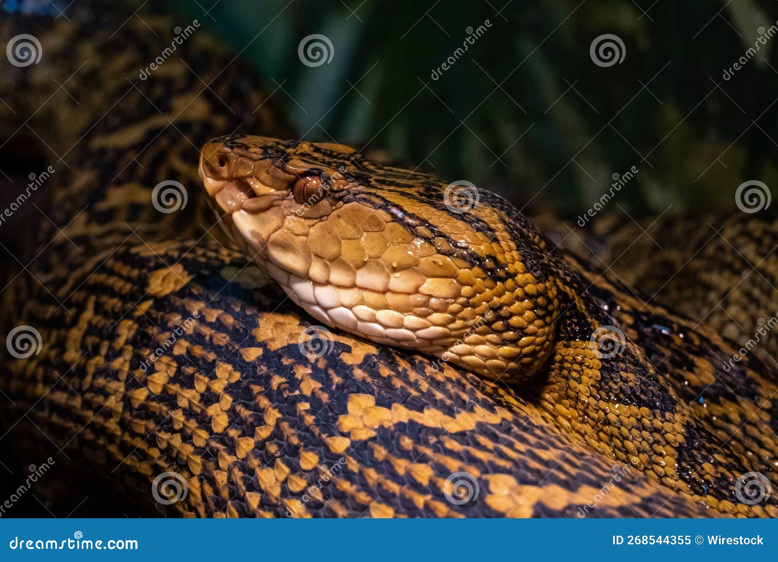 Closeup of a Habu (Protobothrops Flavoviridis) Stock Image - Image of ...