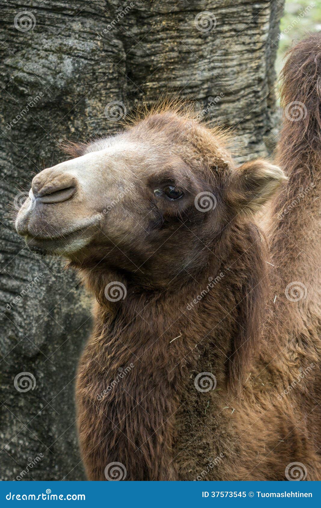 Closeup of a Hairy Bactrian Camel Stock Image - Image of daylight, head ...