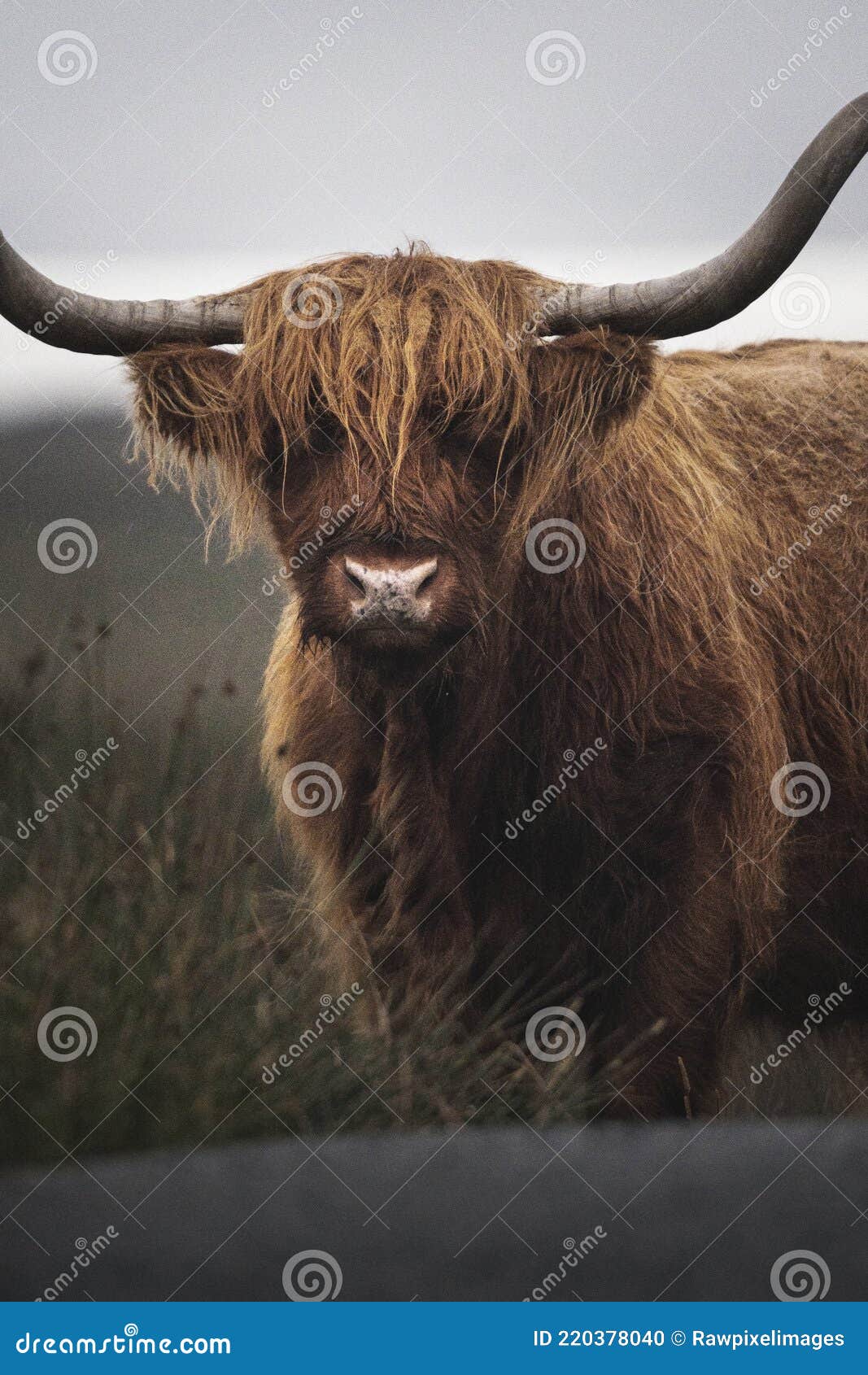 Closeup Of Hairy Scottish Highland Cattle Stock Photography ...
