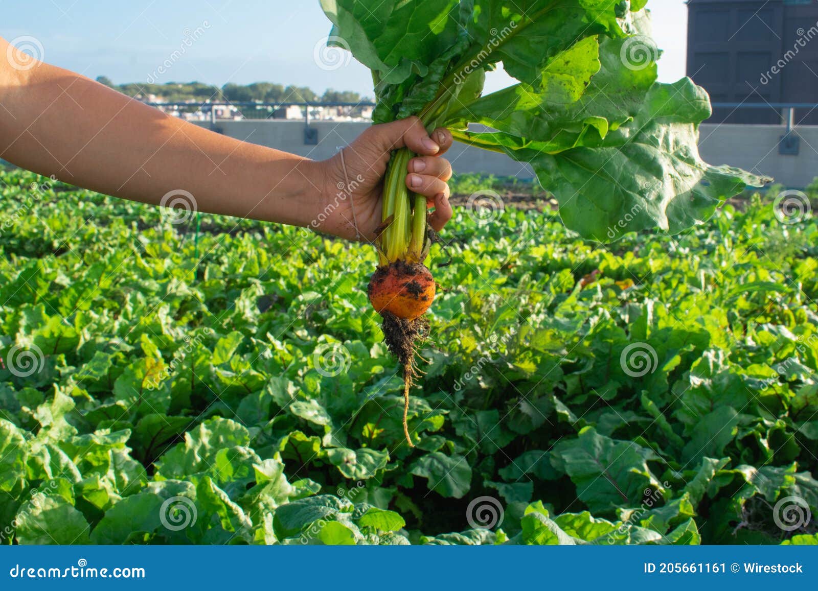 Closeup of a Hand Freshly Picking Turnip with Root Stock Image - Image ...