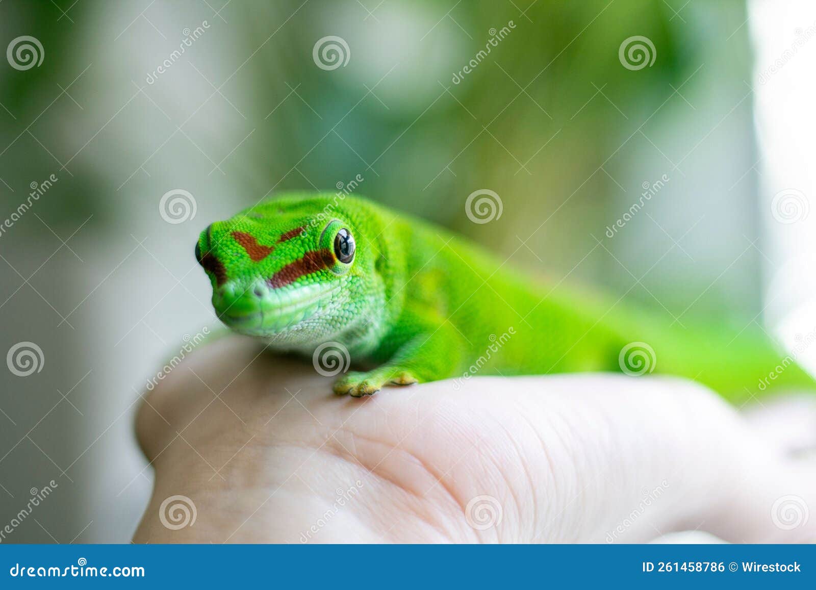 Closeup of a Hand Holding a Cute Green Gecko Stock Photo - Image of ...