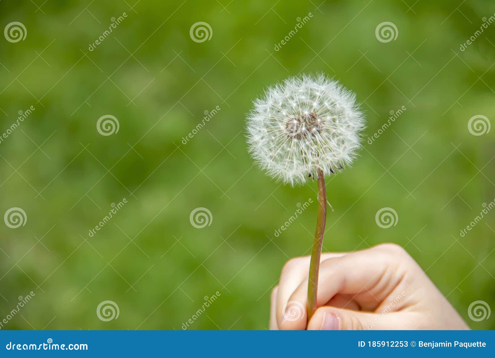Closeup of a Hand Holding a Dandelion Stock Image - Image of closeup ...