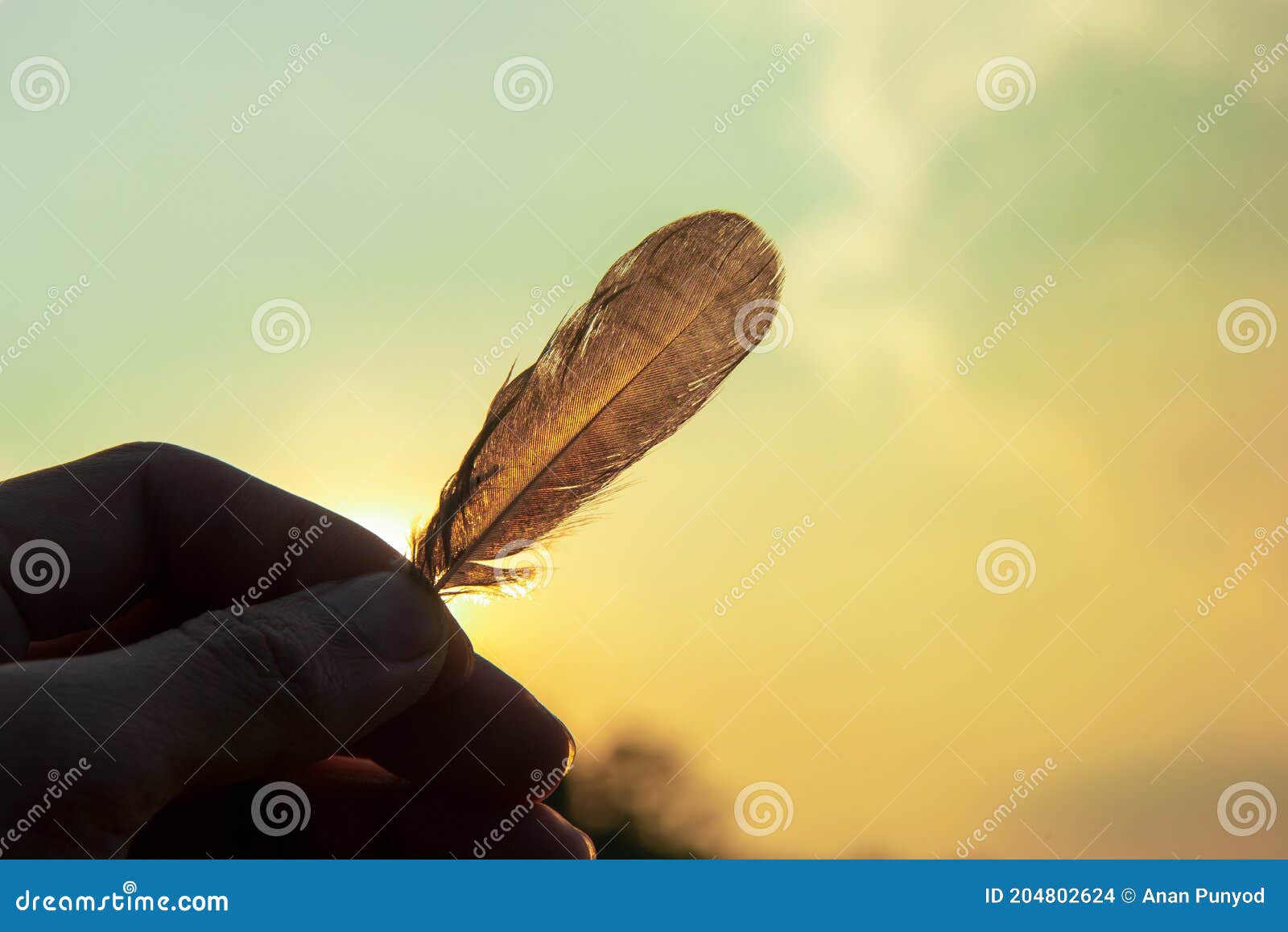 Closeup Hand Holding a Feather Backlit in the Evening Sun Stock Photo ...
