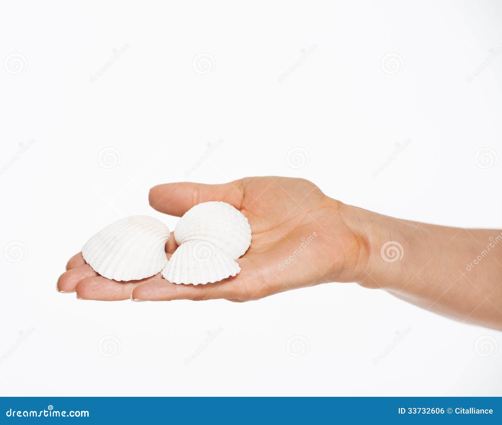 Closeup on Hand Holding Seashells Stock Photo - Image of healthy ...