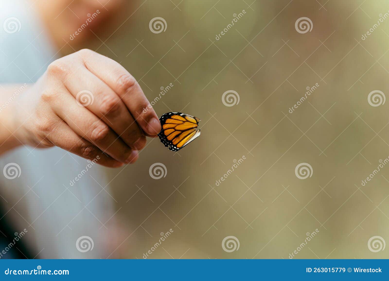 Closeup of a Hand Holding a Severed Butterfly Wing Stock Image - Image ...