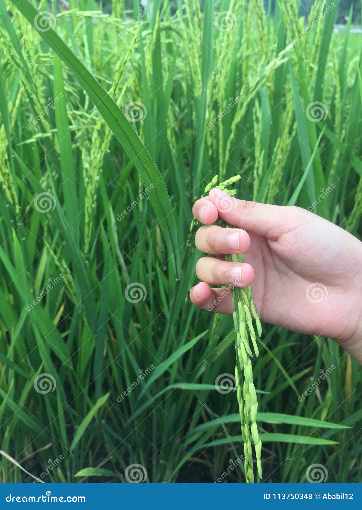 Closeup hand holds paddy stock photo. Image of crop - 113750348