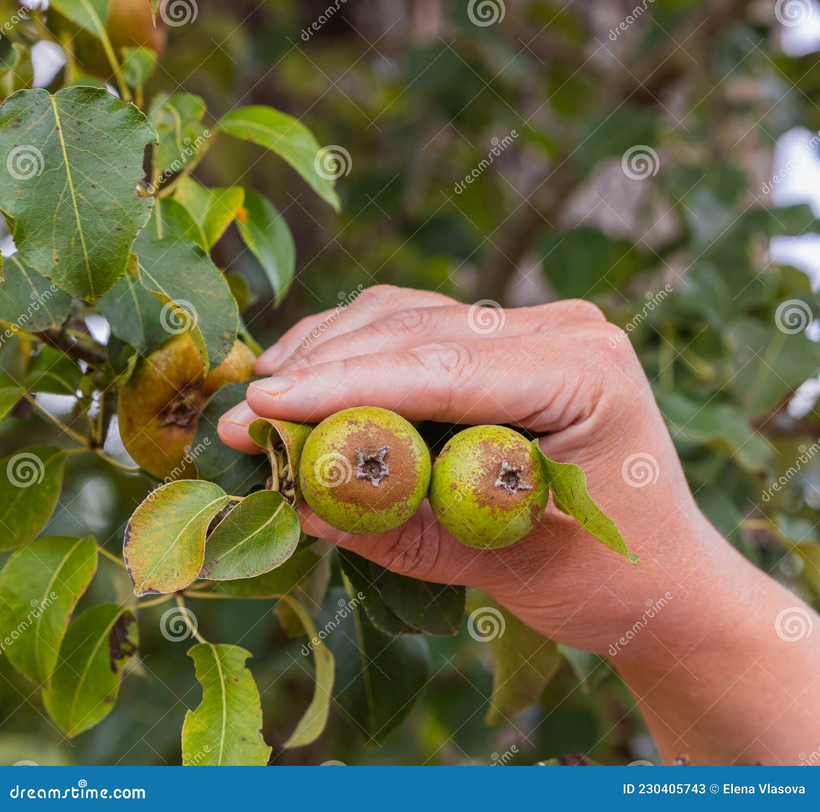Closeup on a Hand Picking a Fruit from an Fruit Tree in the Garden ...