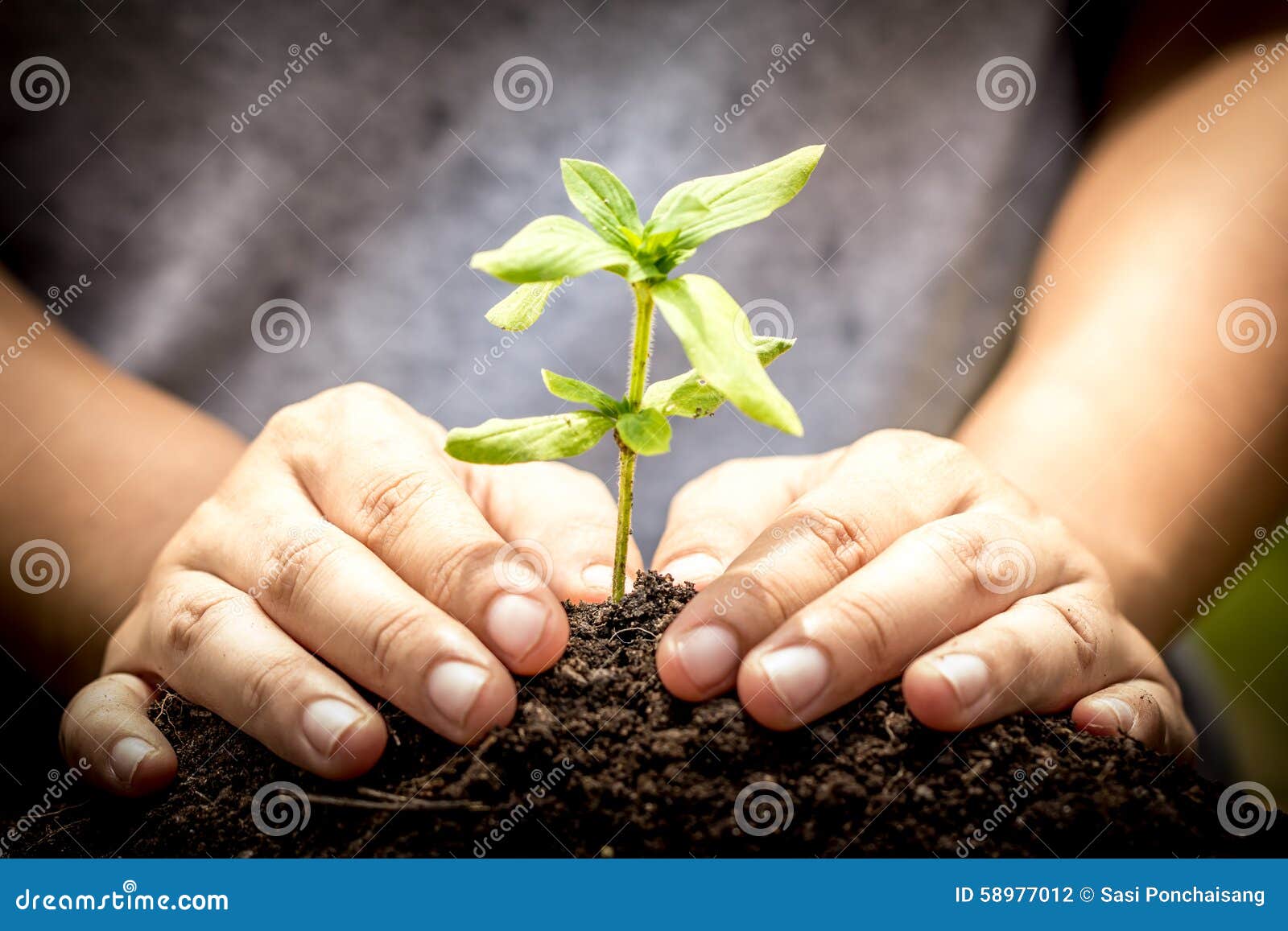 Closeup Hand Planting Young Tree in Soil Stock Photo - Image of garden ...