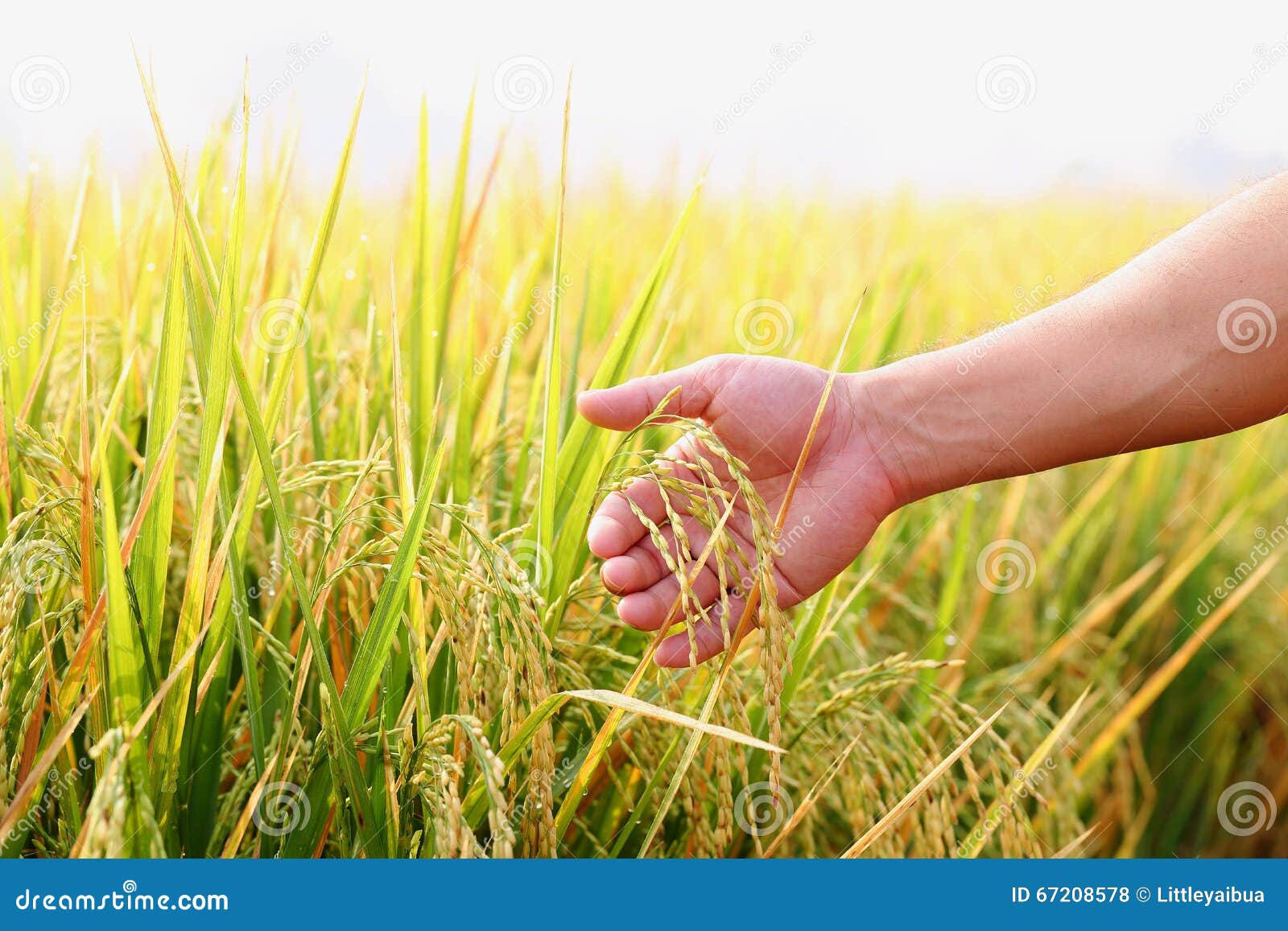 Closeup Hand with Rice Field. Stock Photo - Image of green, botany ...