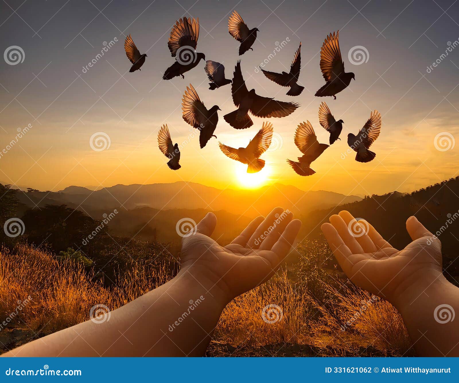 Hand Shows The Release Pigeon. Fly Into The Sky With The Backdrop Of ...