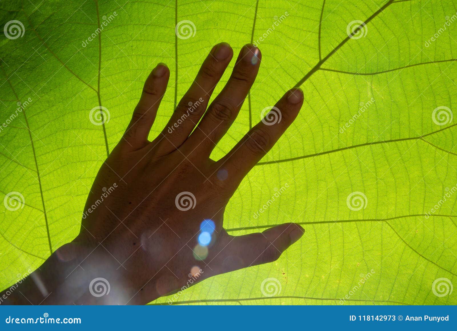 Closeup Hand Touch Nature Green Leaf Texture Stock Image - Image of ...