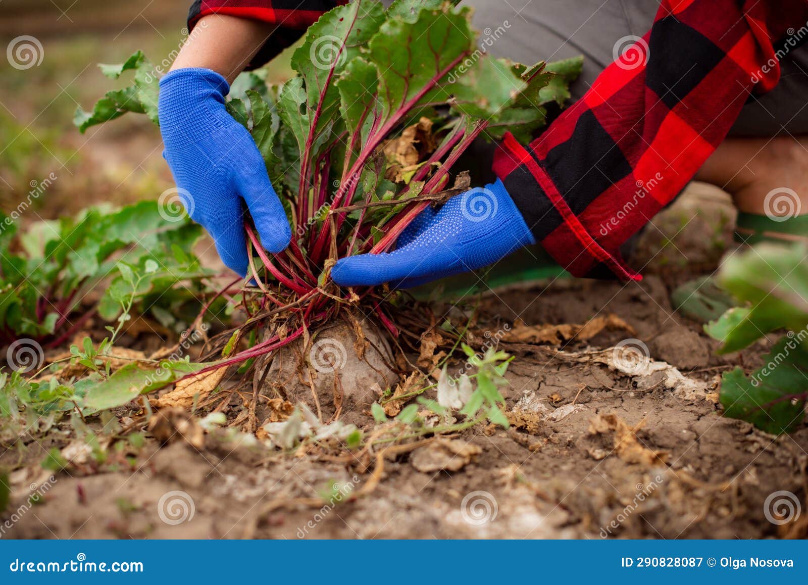 Closeup Hands in Farm Gloves Pulls Beets from Ground. Farmer Harvests ...