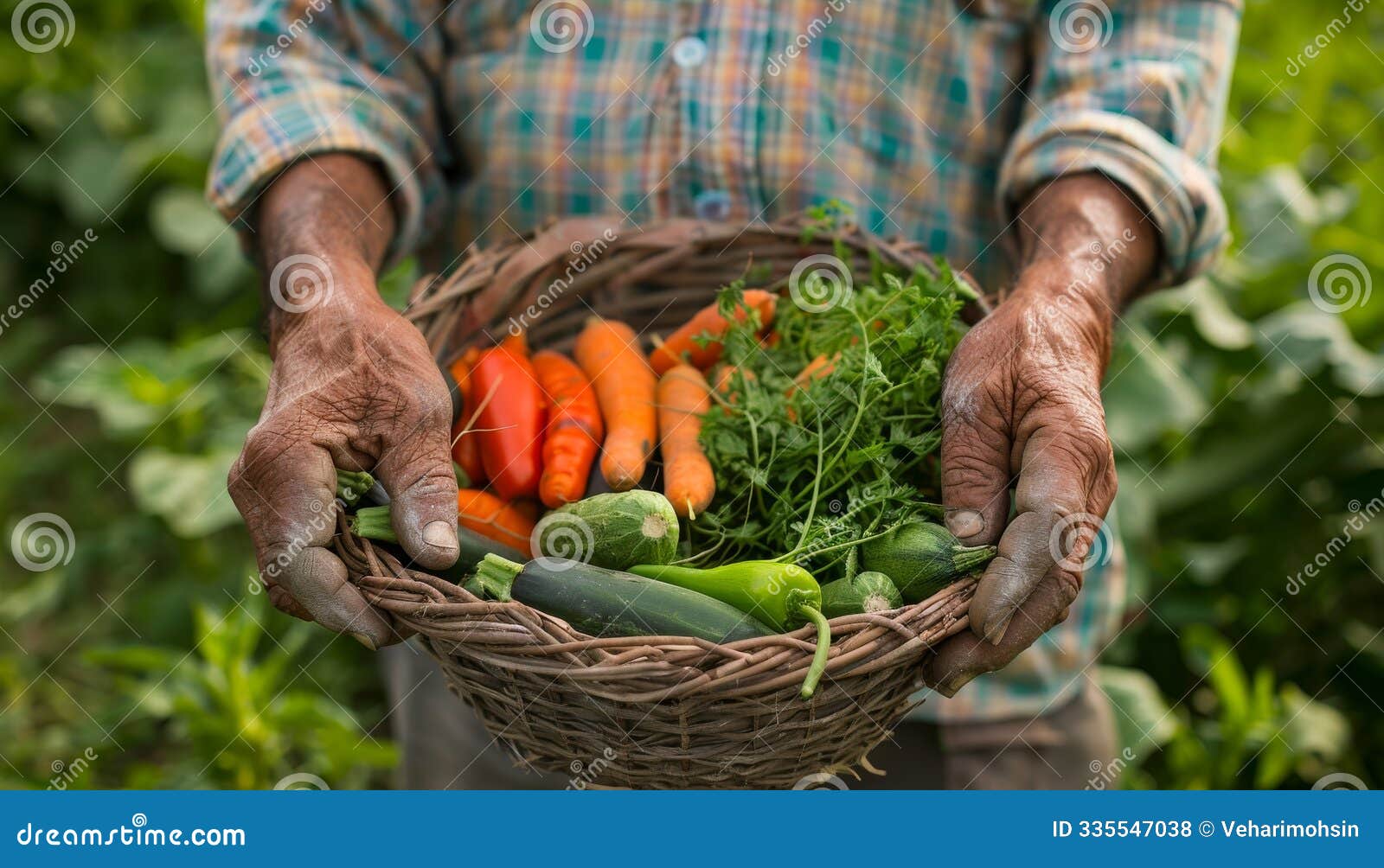 Closeup On Hands Holding Bundle Of Sage, Native American Smudging ...