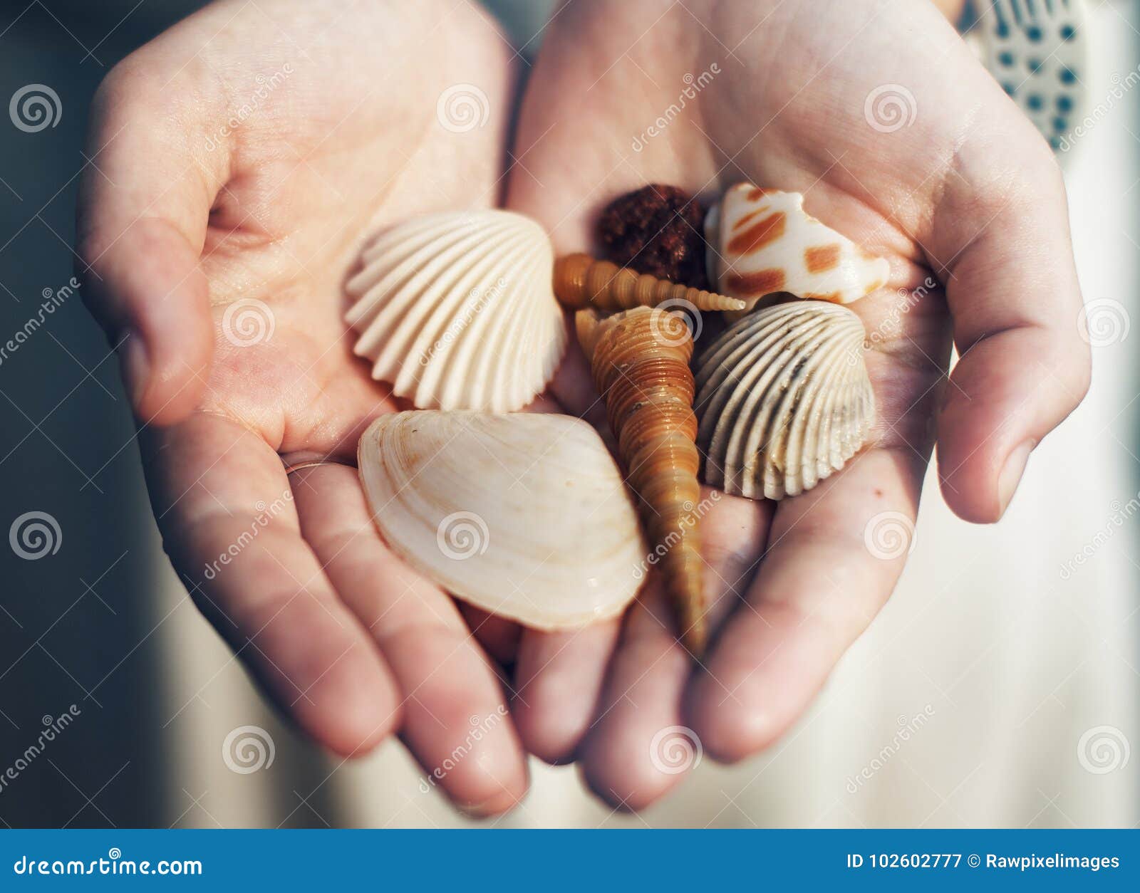 Closeup of Hands Holding Sea Shells Stock Image - Image of ocean ...