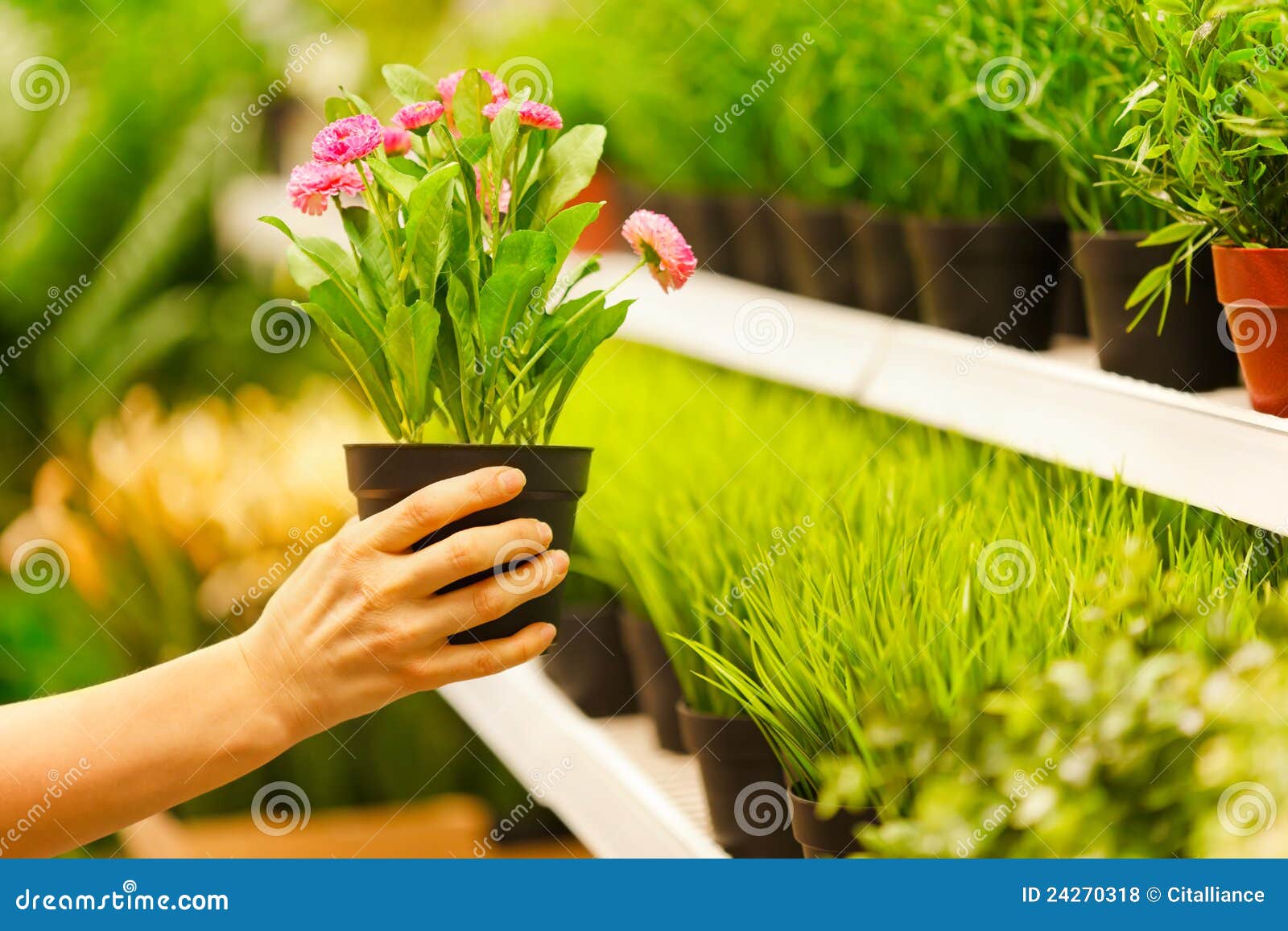 Closeup on Hands Taking Pots of Flowers Stock Photo - Image of grower ...