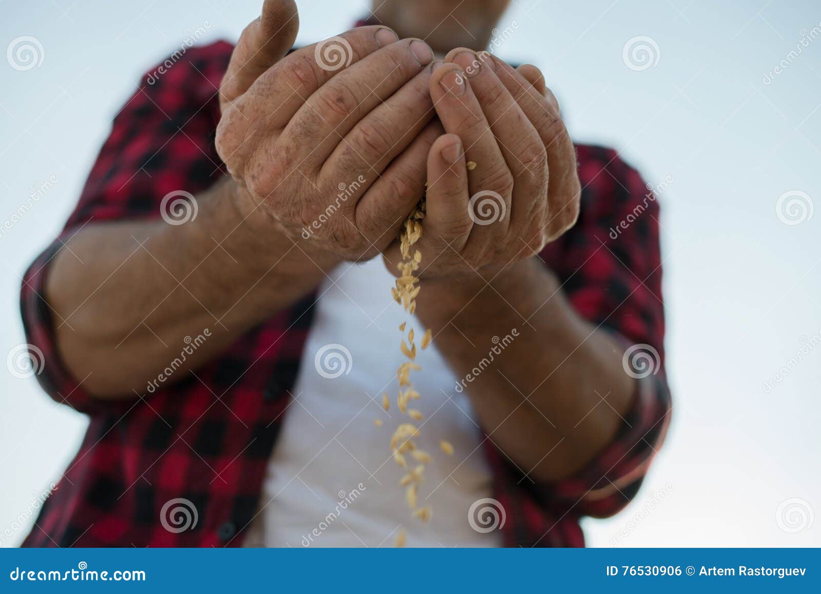 Closeup of Hands with Wheat Stock Photo - Image of agriculture, flour ...