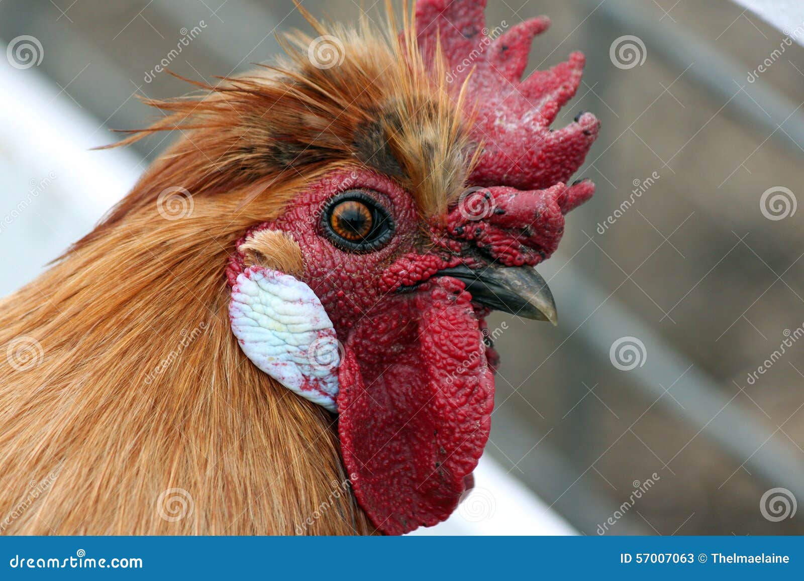 Closeup of a Handsome Rooster Stock Image - Image of orpington ...
