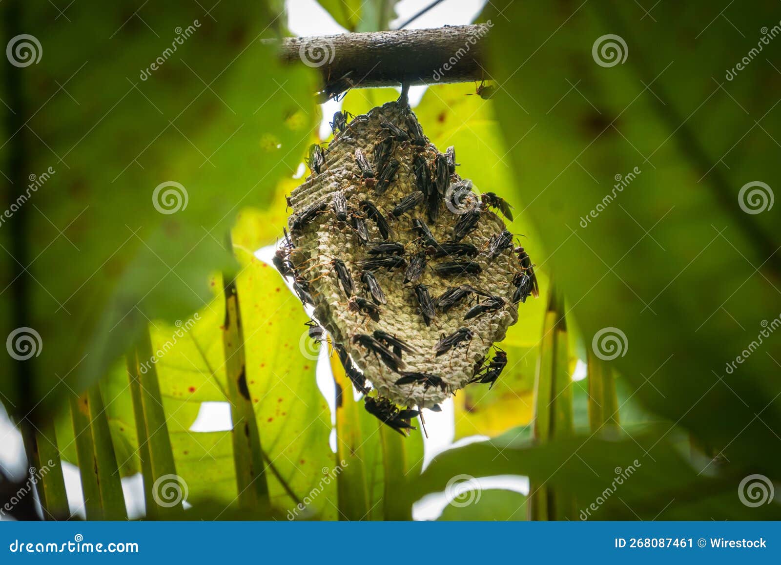 Closeup of Hanging Hive of Bees Stock Image - Image of group, honeybee ...