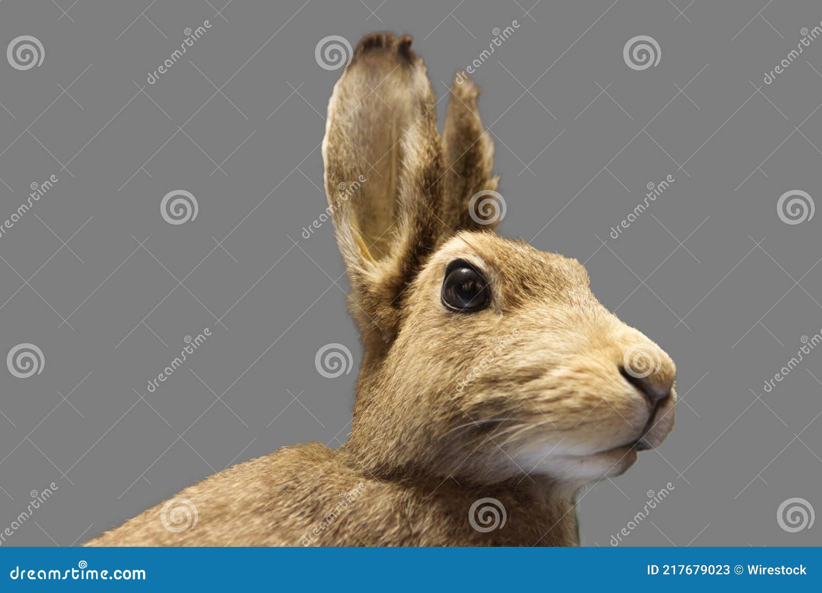 Closeup of the hare head stock image. Image of hare - 217679023