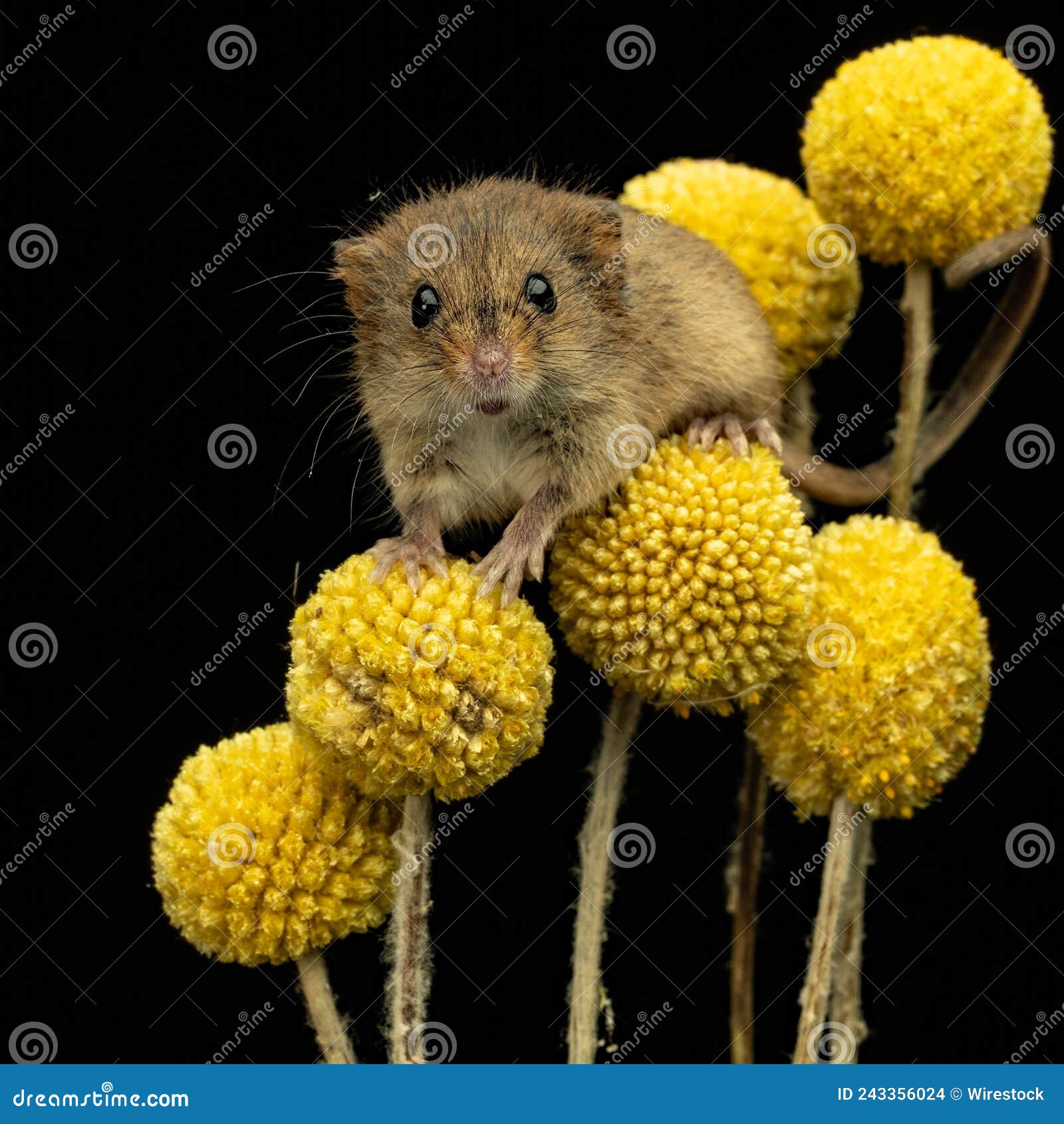 Closeup of a Harvest Mouse on Dried Plants Stock Photo - Image of ...