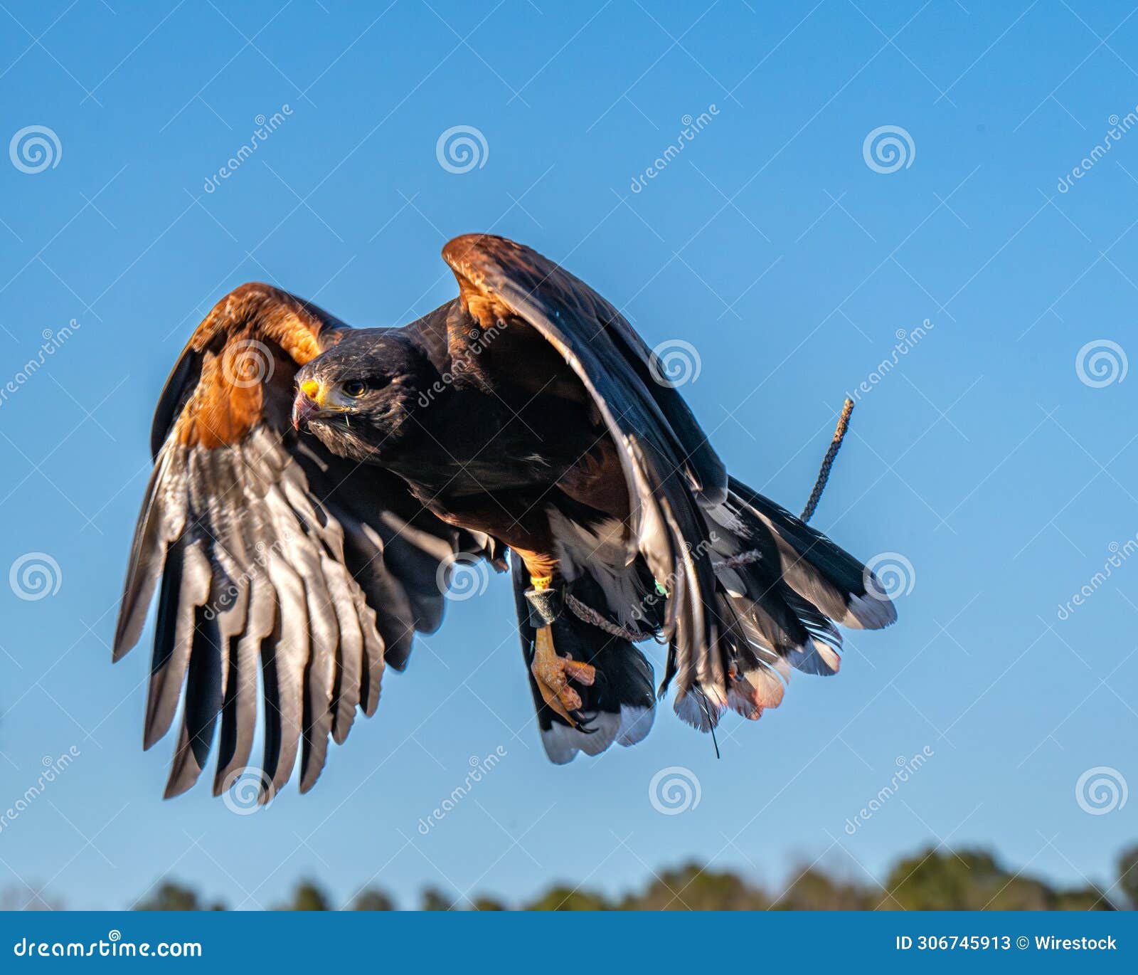 Closeup of a Hawk in Mid-flight Stock Image - Image of wildlife ...