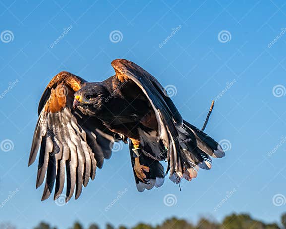Closeup of a Hawk in Mid-flight Stock Image - Image of wildlife ...