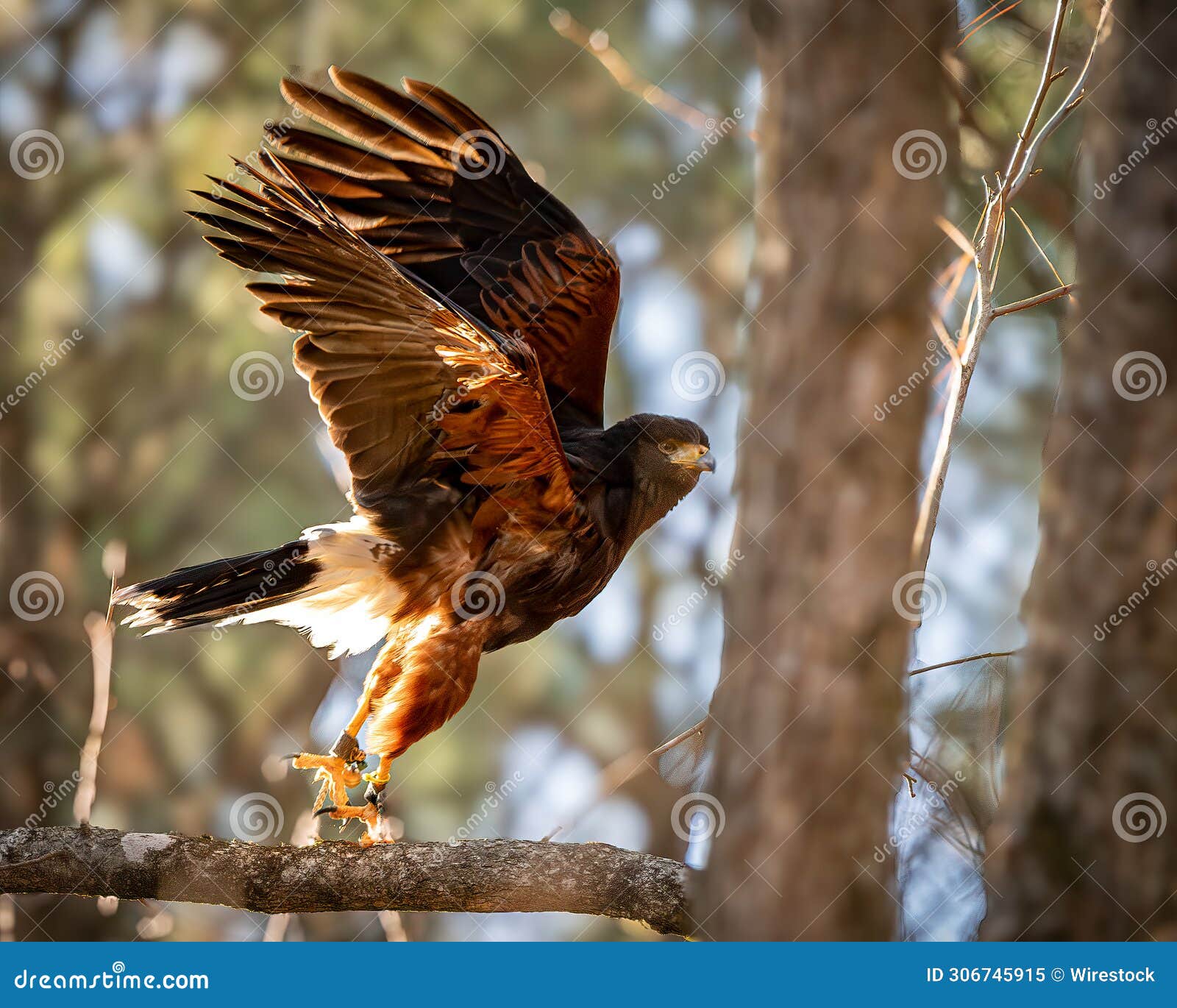 Closeup of a Hawk in Mid-flight Stock Image - Image of wildlife, hunter ...