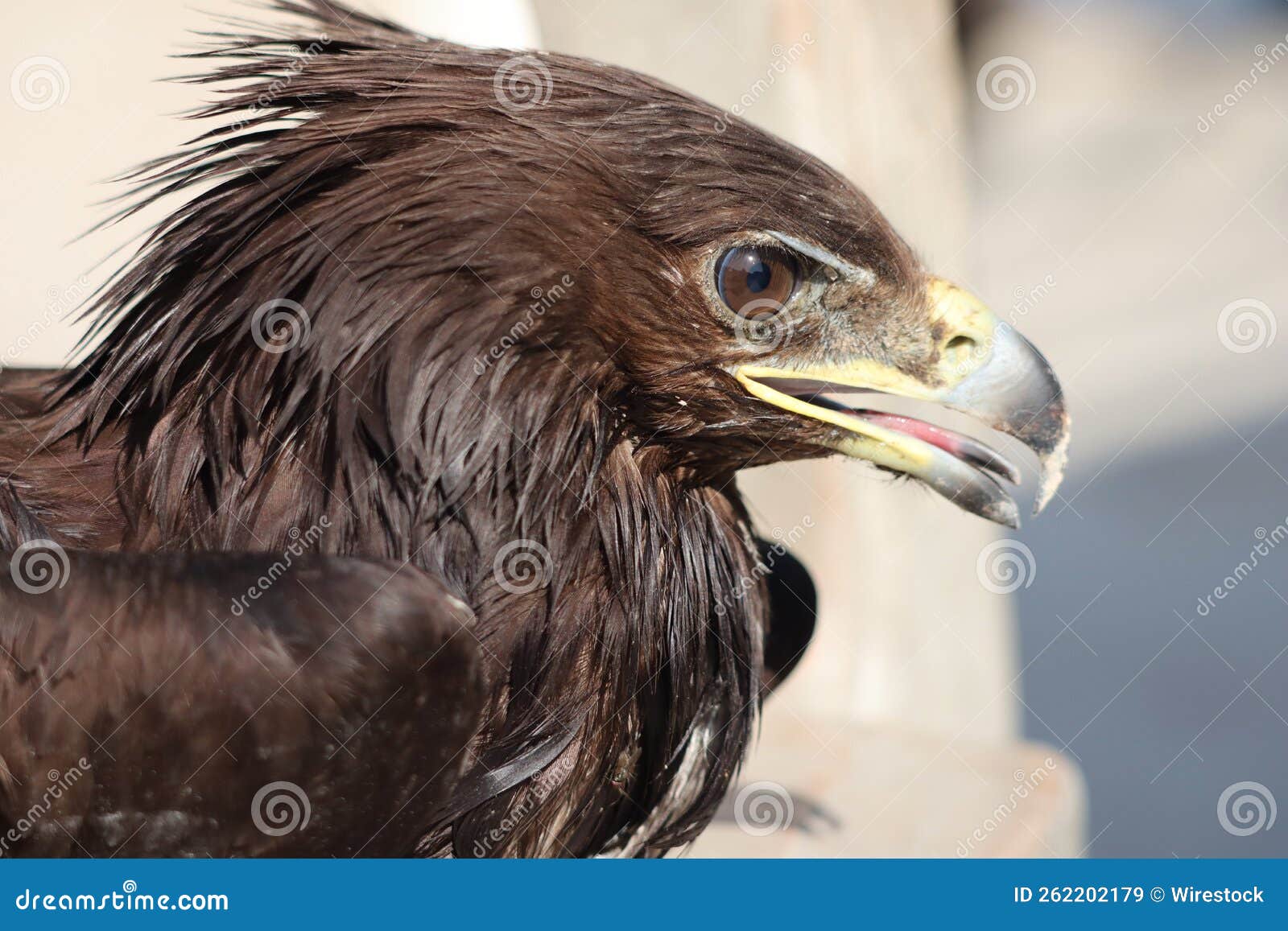 Closeup of a Hawk Resting on a Concrete Surface Stock Image - Image of ...