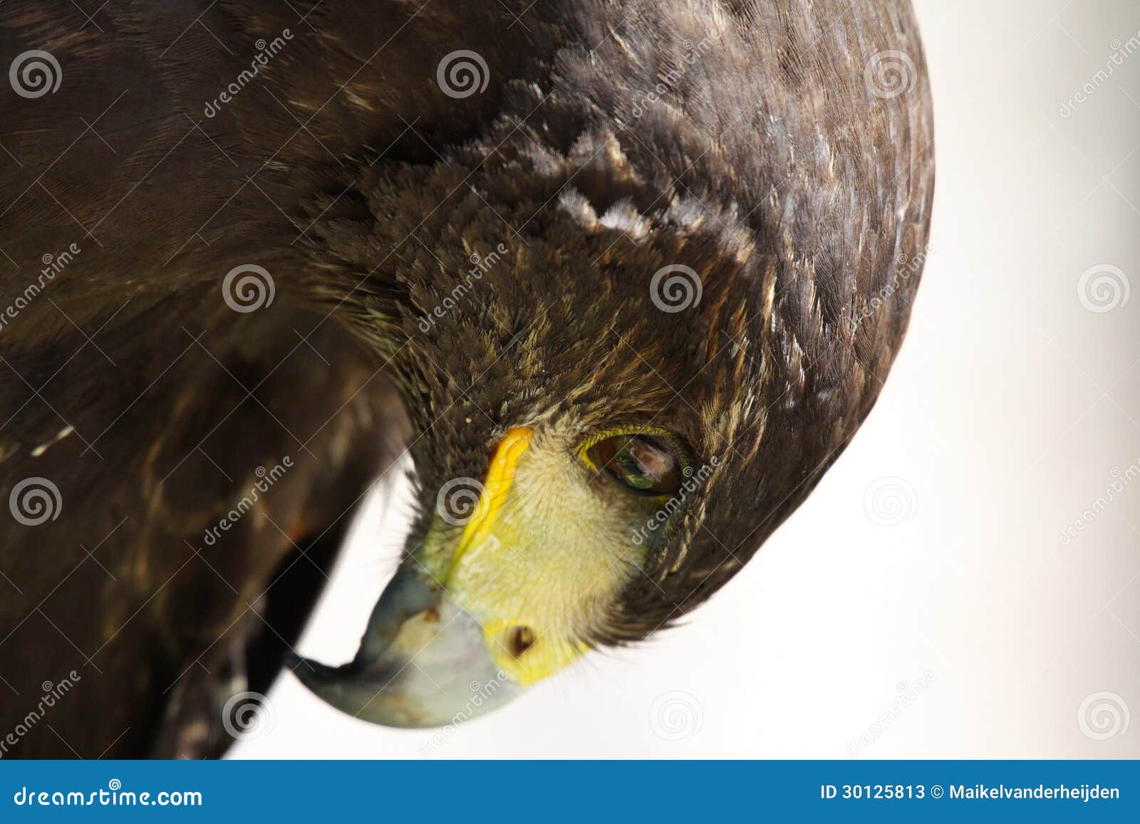 Hawk stock image. Image of creature, wilderness, falcon - 30125813