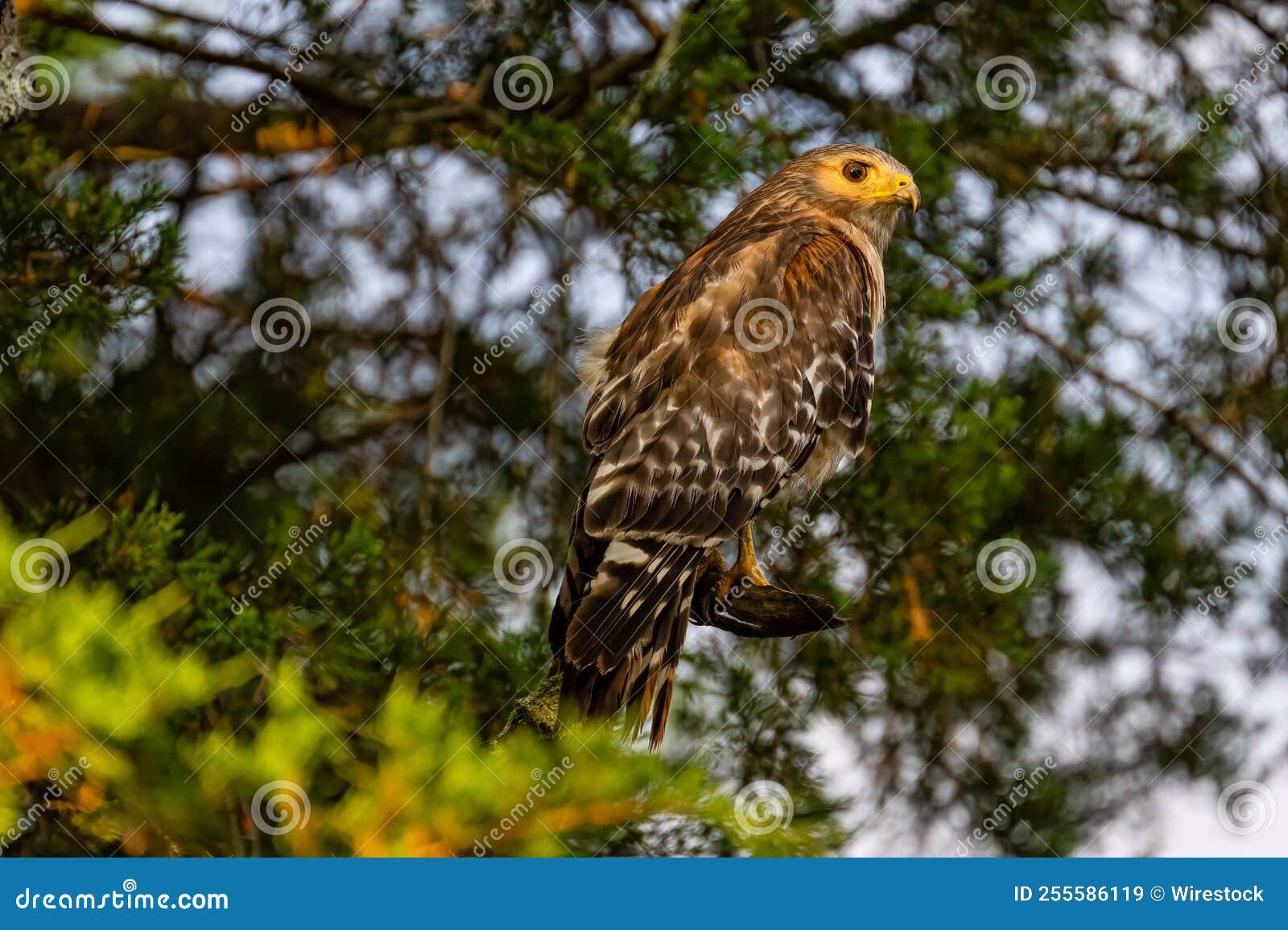 Closeup of a Hawk on a Tree Stock Image - Image of closeup, animal ...