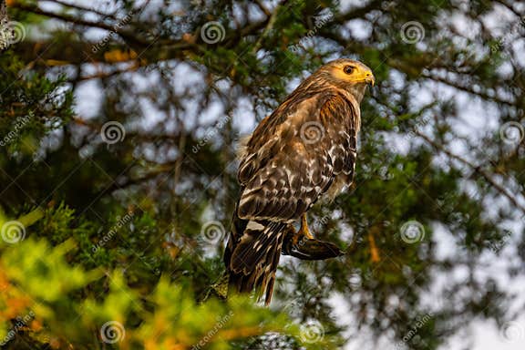 Closeup of a Hawk on a Tree Stock Image - Image of closeup, animal ...