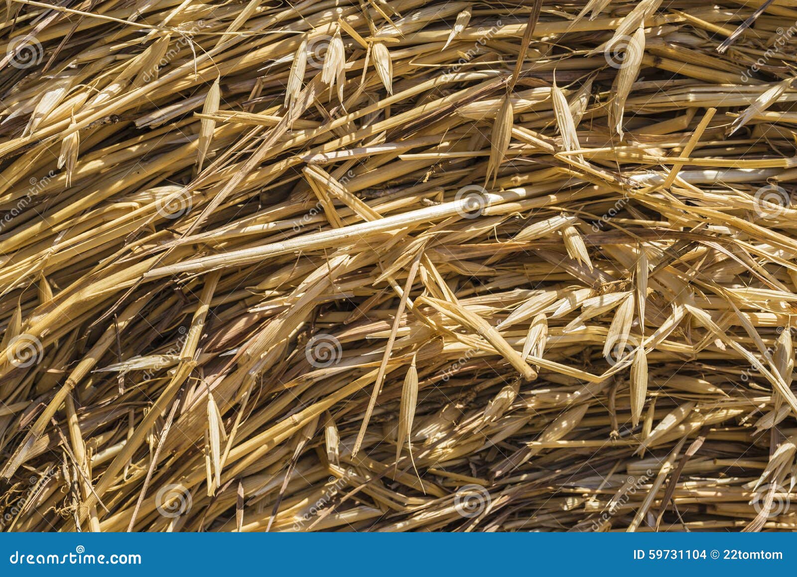Closeup of hay stock photo. Image of ocher, outdoor, pattern - 59731104