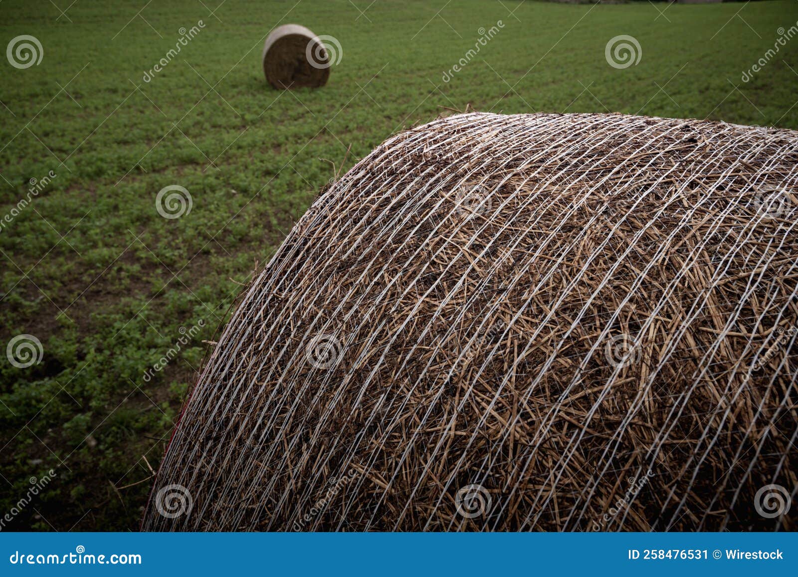 Closeup of Hay Roll in a Farmland Stock Image - Image of grass, nature ...