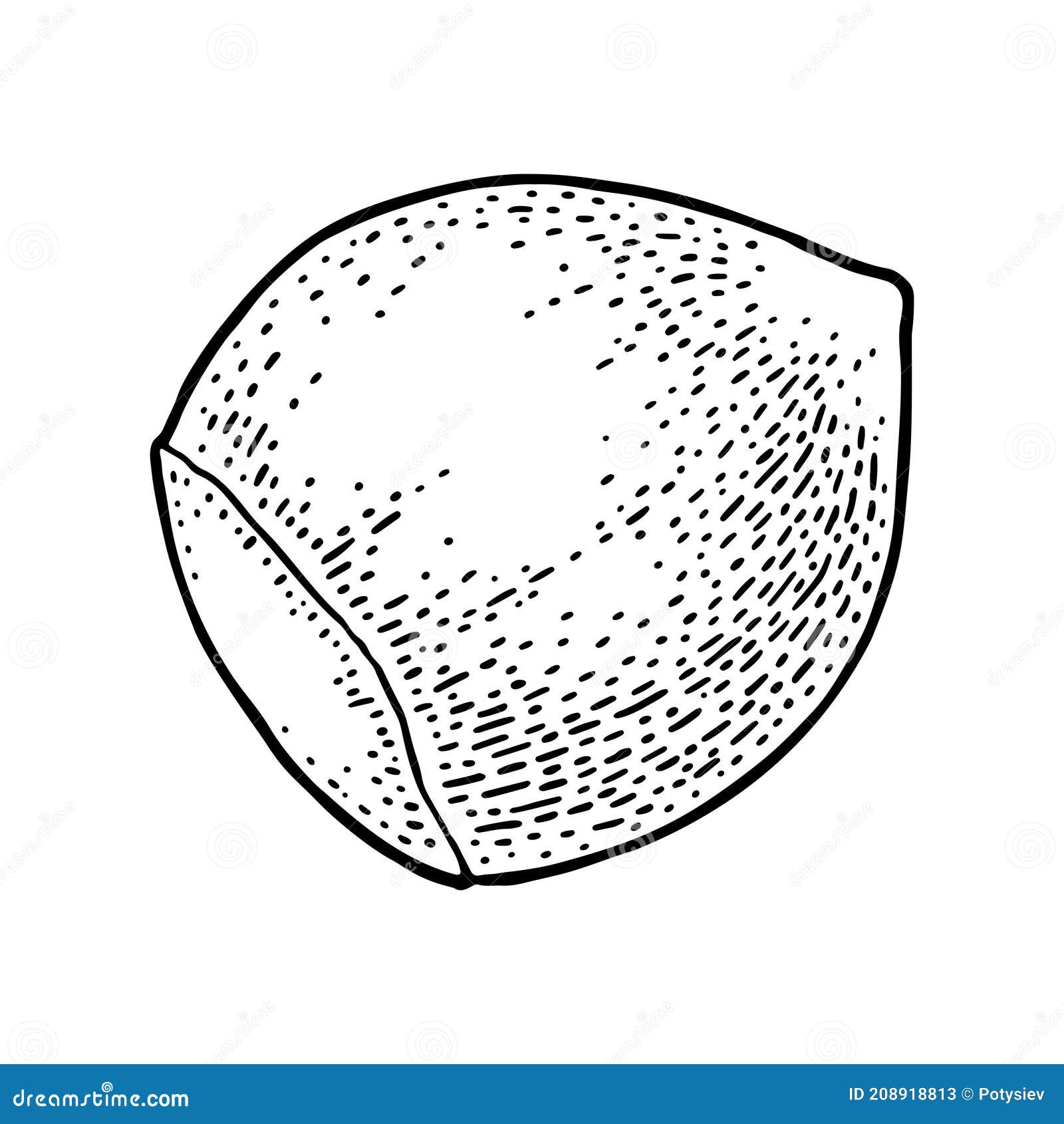 Closeup Hazelnut in Shell. Vector Black Engraving Vintage Illustration ...