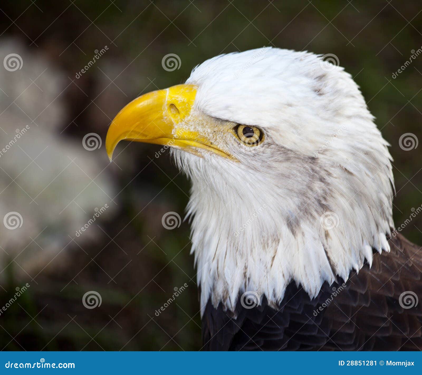 Closeup of Head of Bald Eagle Stock Image - Image of greatness ...