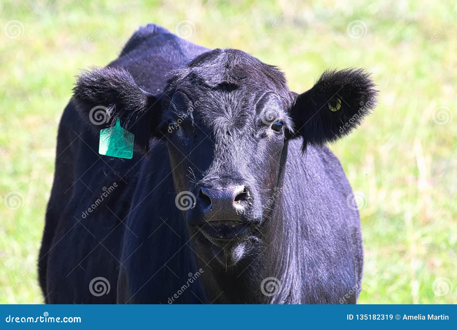 Closeup of the Head of a Black Cow with Ear Tag Stock Image - Image of ...