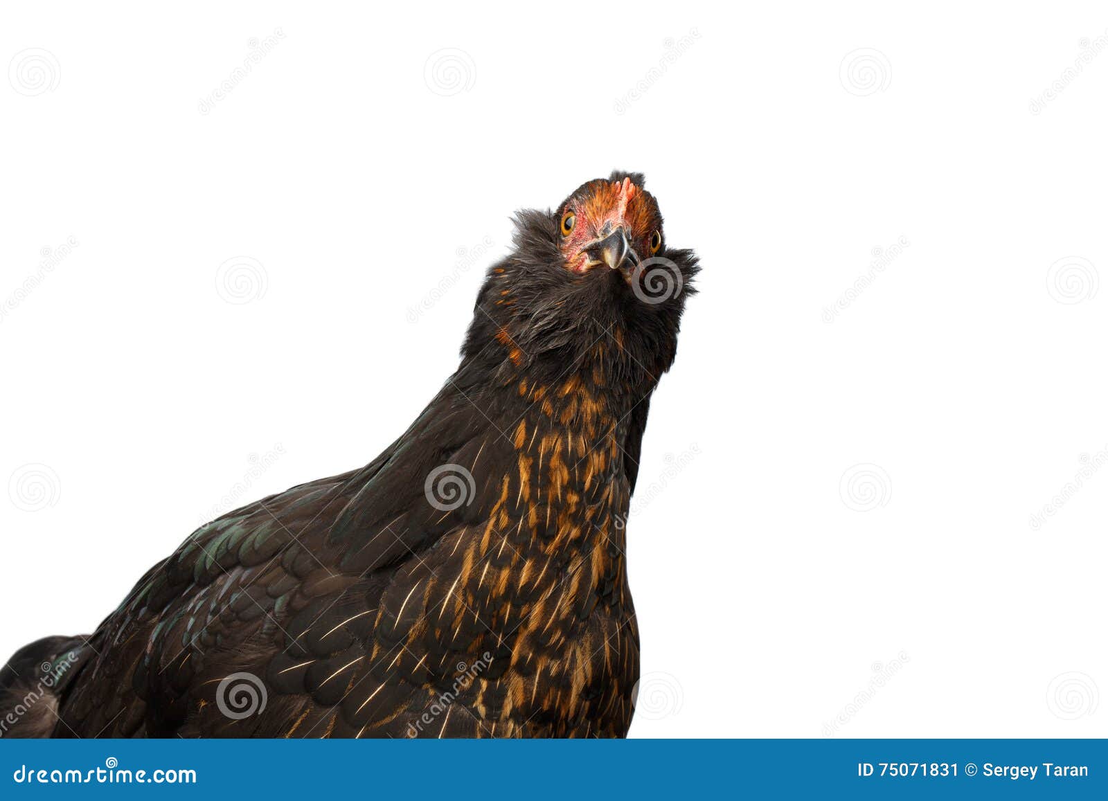 Closeup Head of Brown Chicken Curious Looks Isolated White Background ...