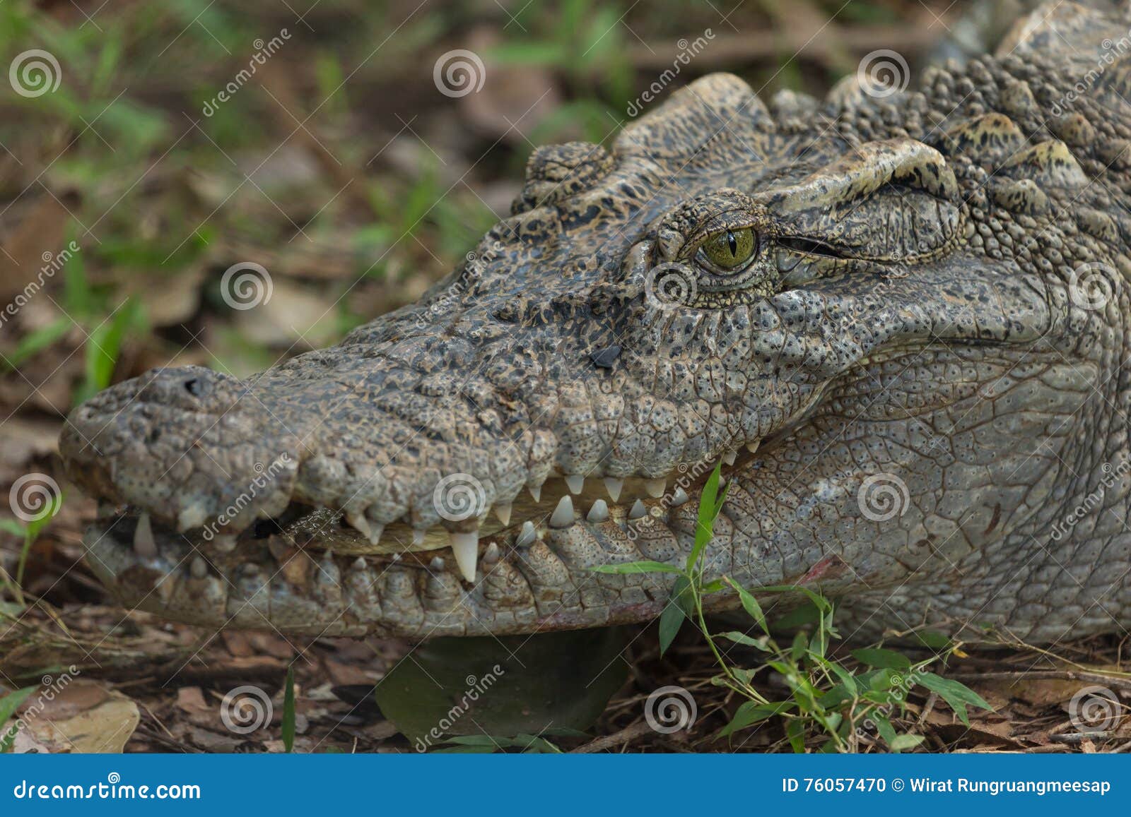 Closeup Head Caiman Crocodile Stock Photo - Image of dangerous, meat ...