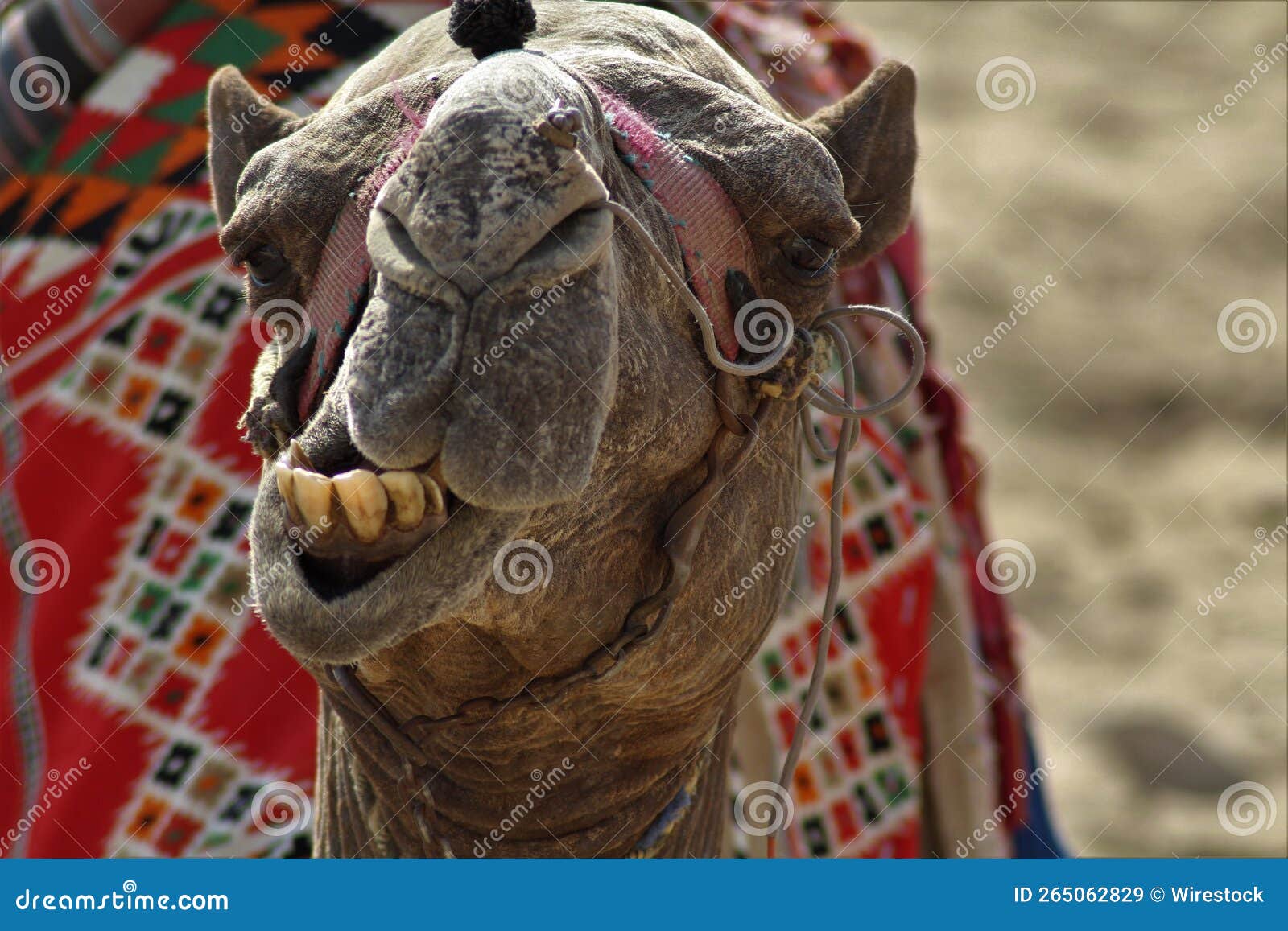 Closeup of the Head of Camel Chewing Something Against Blurred ...