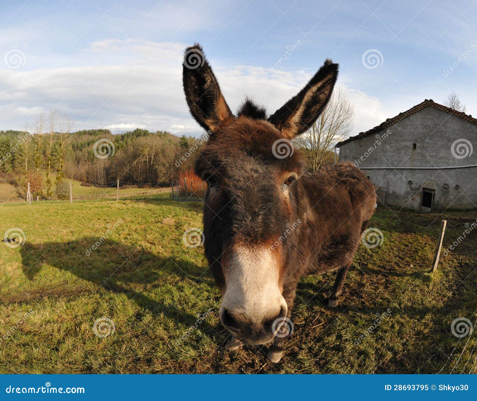 Closeup on a Head of a Donkey Stock Image - Image of blue, closeup ...
