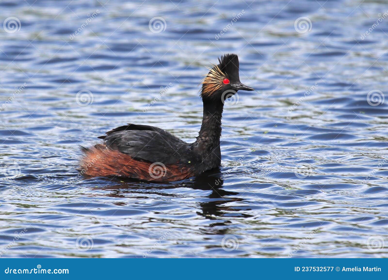 Closeup of the Head of an Eared Grebe Stock Image - Image of comb, lake ...
