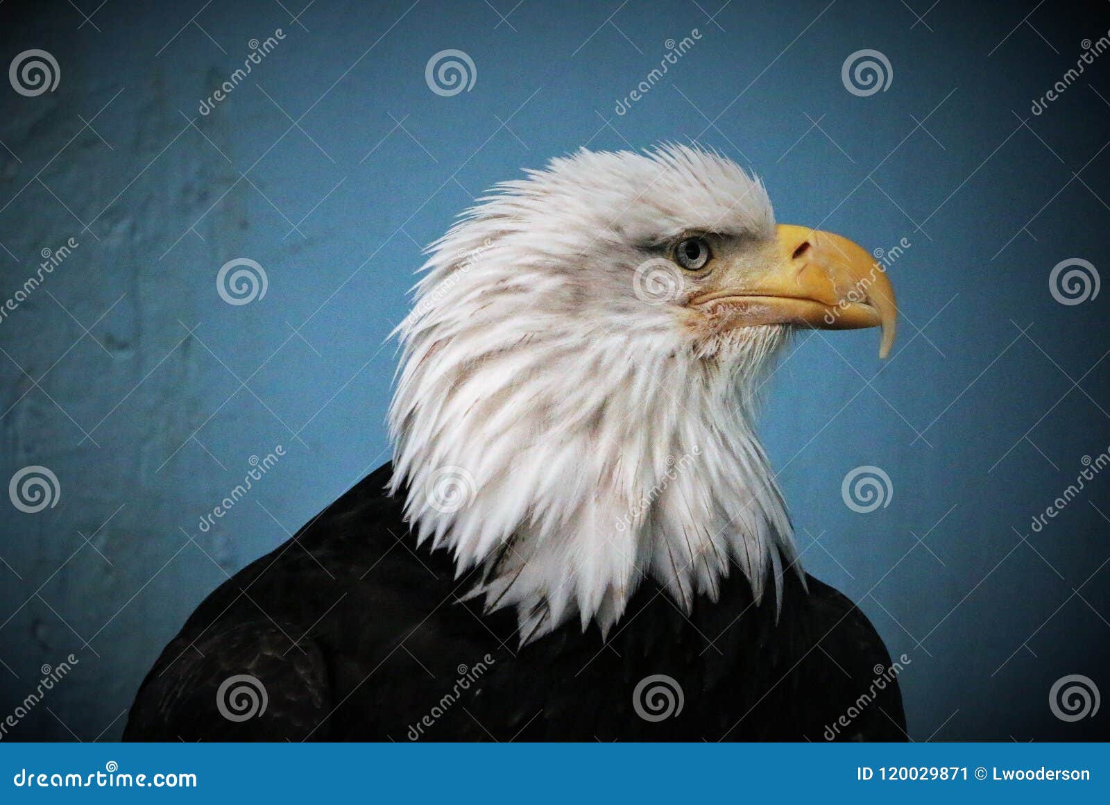 Closeup of Head of Bald Eagle in Juneau Alaska Stock Image - Image of ...