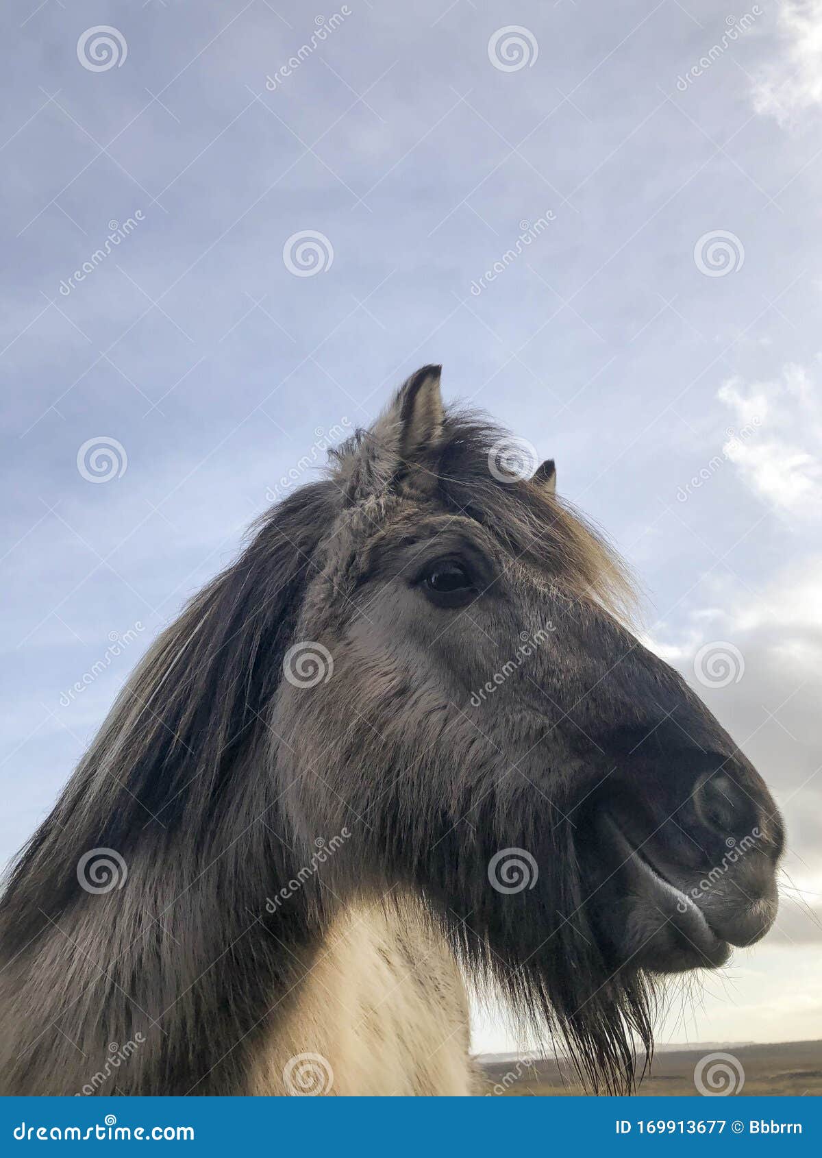 Smiley Horse Stock Image | CartoonDealer.com #208088833