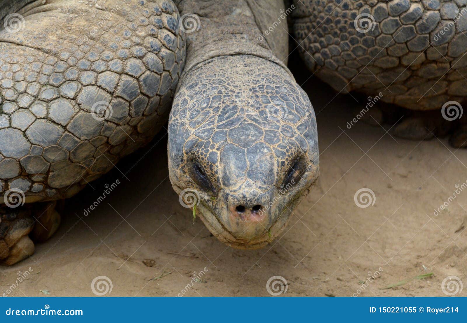 Head of Giant Tortoise stock image. Image of evolution - 150221055
