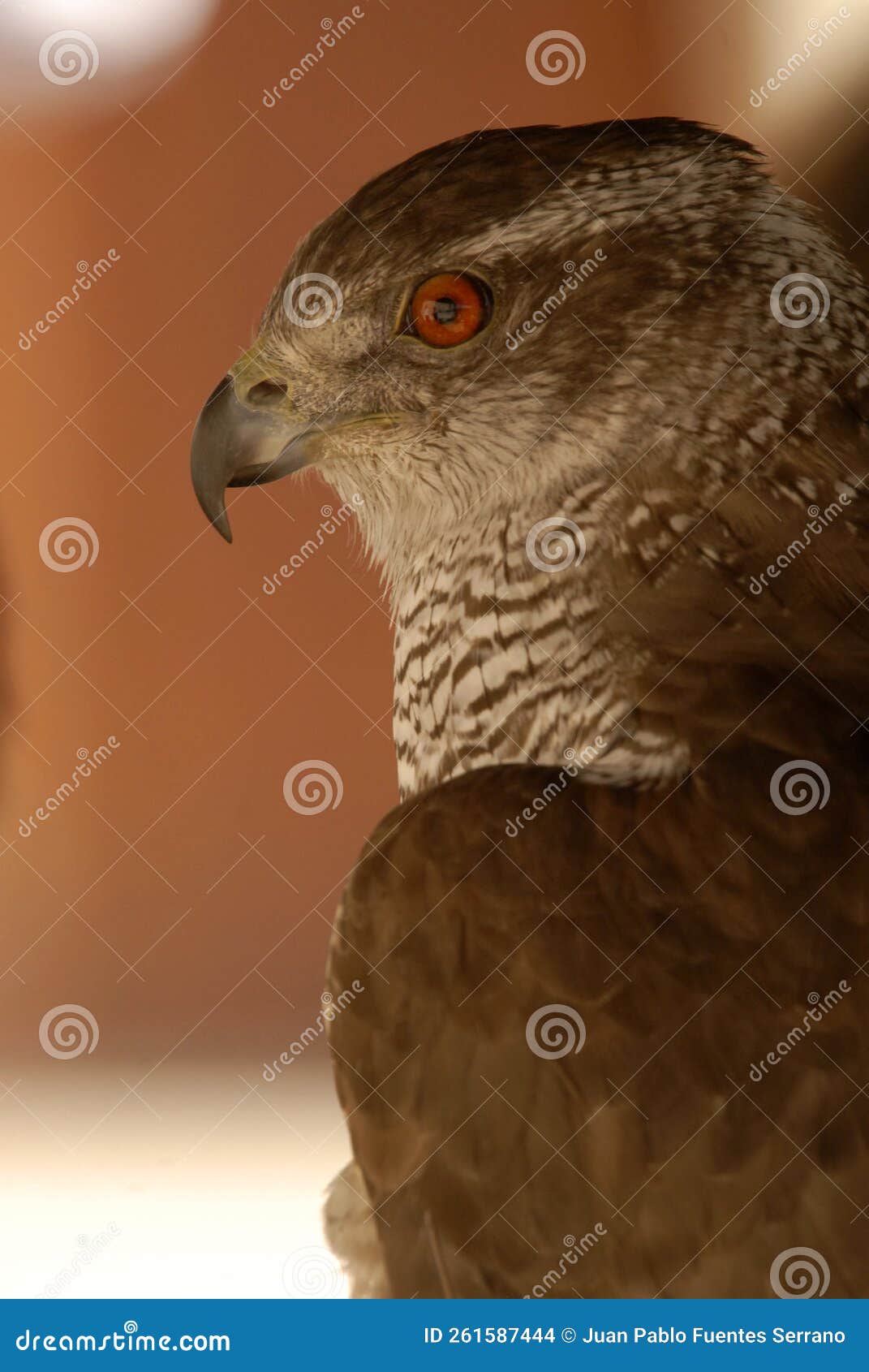 Head of a goshawk stock photo. Image of forest, animals - 261587444