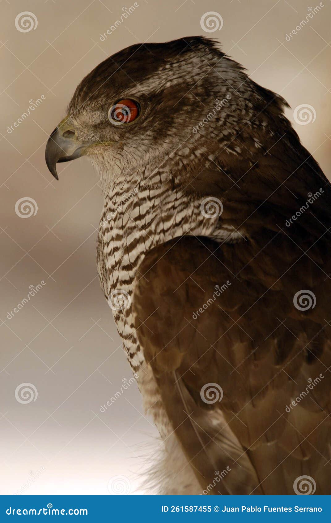 Head of a goshawk stock image. Image of griffon, autumn - 261587455